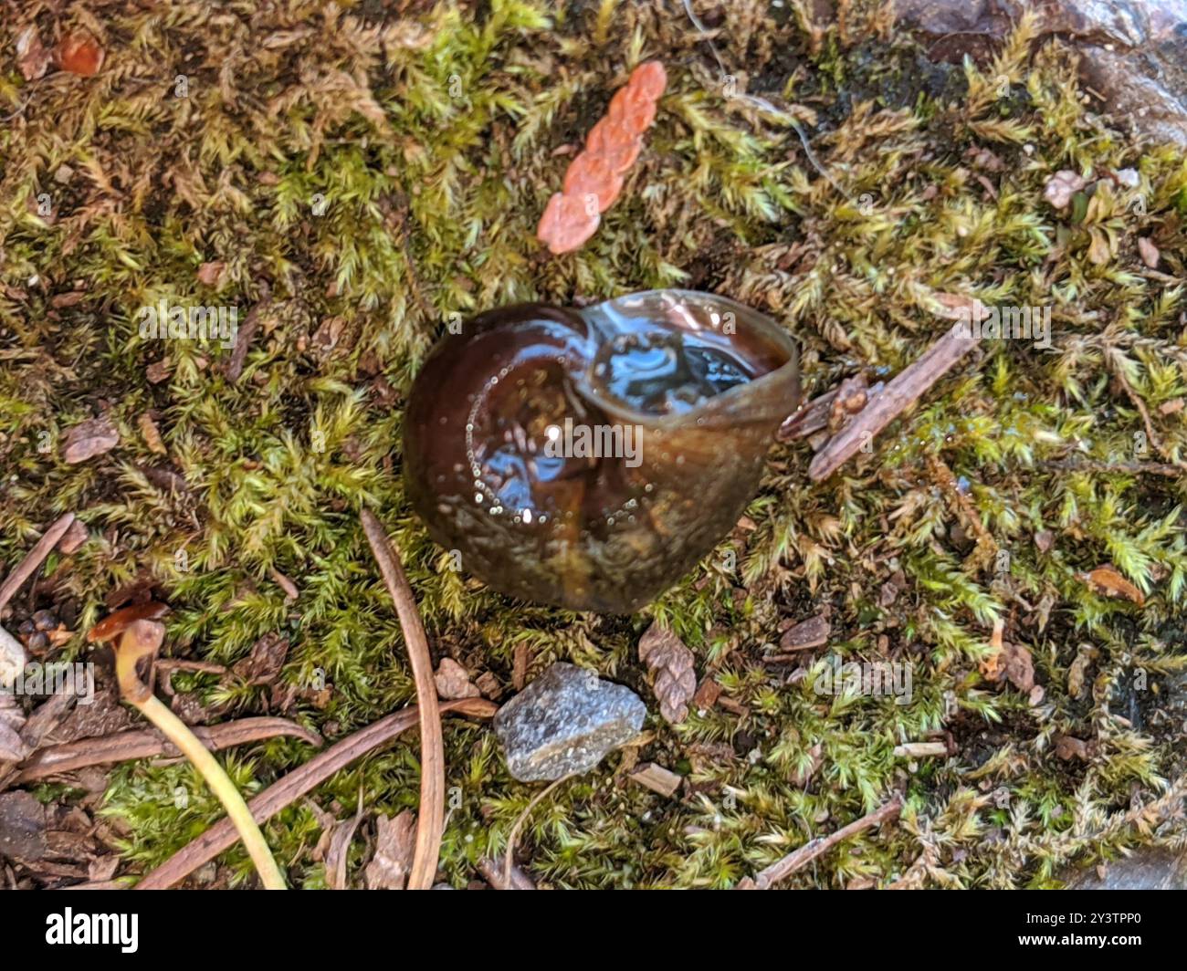 Marsh Ramshorn (Planorbella trivolvis) Mollusca Stock Photo - Alamy