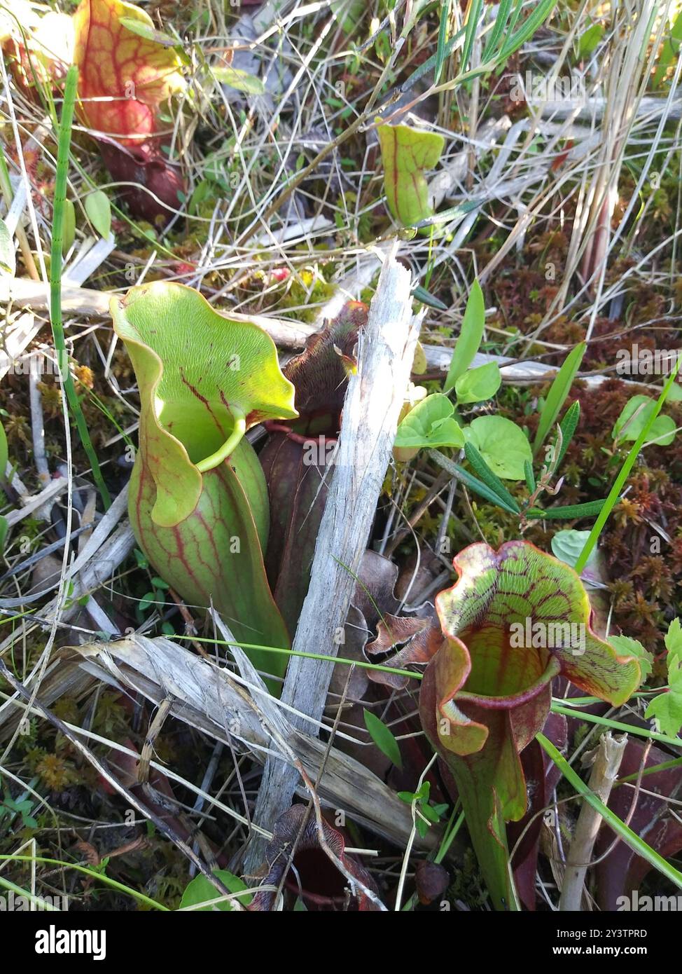 purple pitcher plant (Sarracenia purpurea) Plantae Stock Photo - Alamy