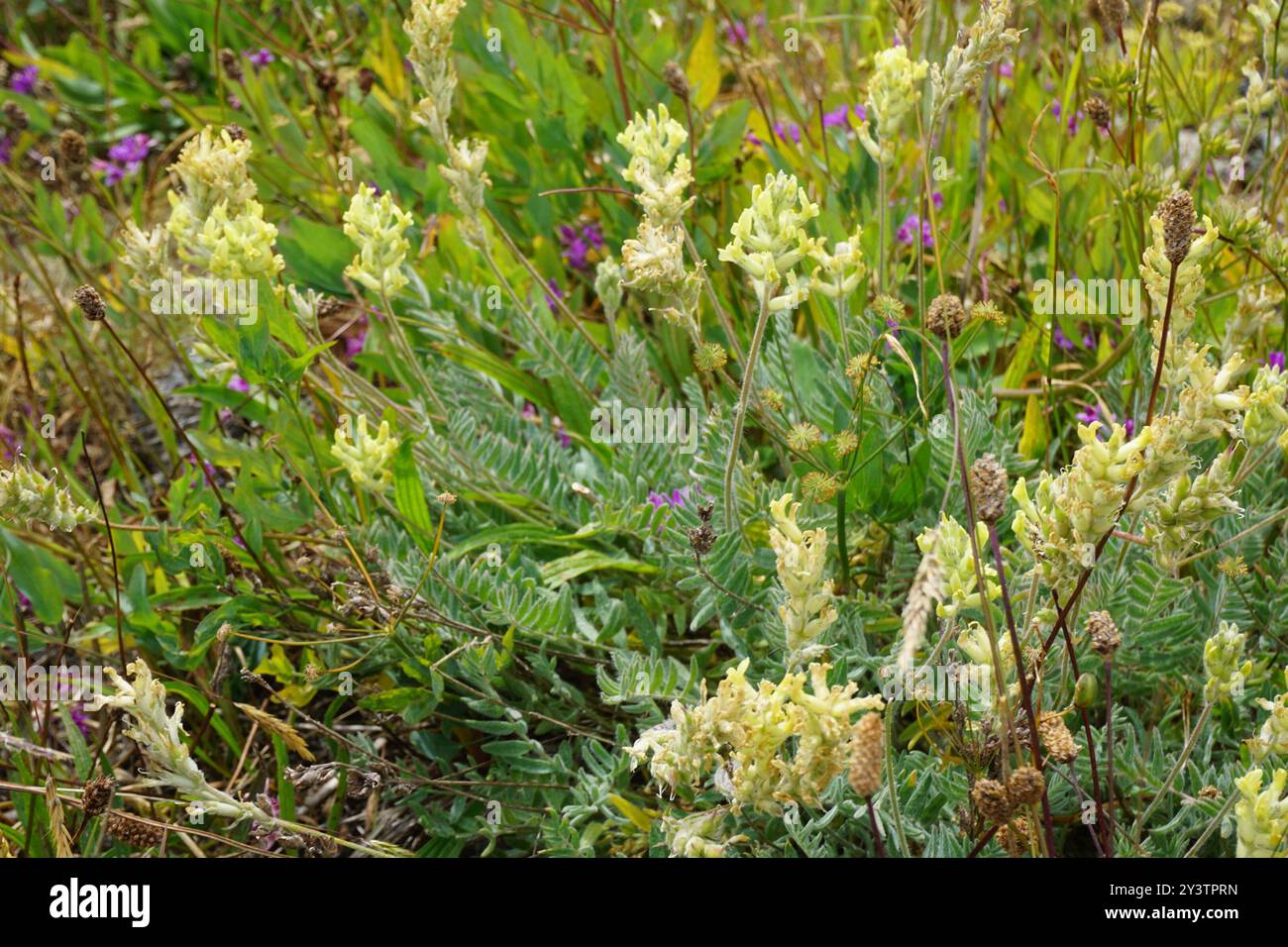 field locoweed (Oxytropis campestris) Plantae Stock Photo - Alamy