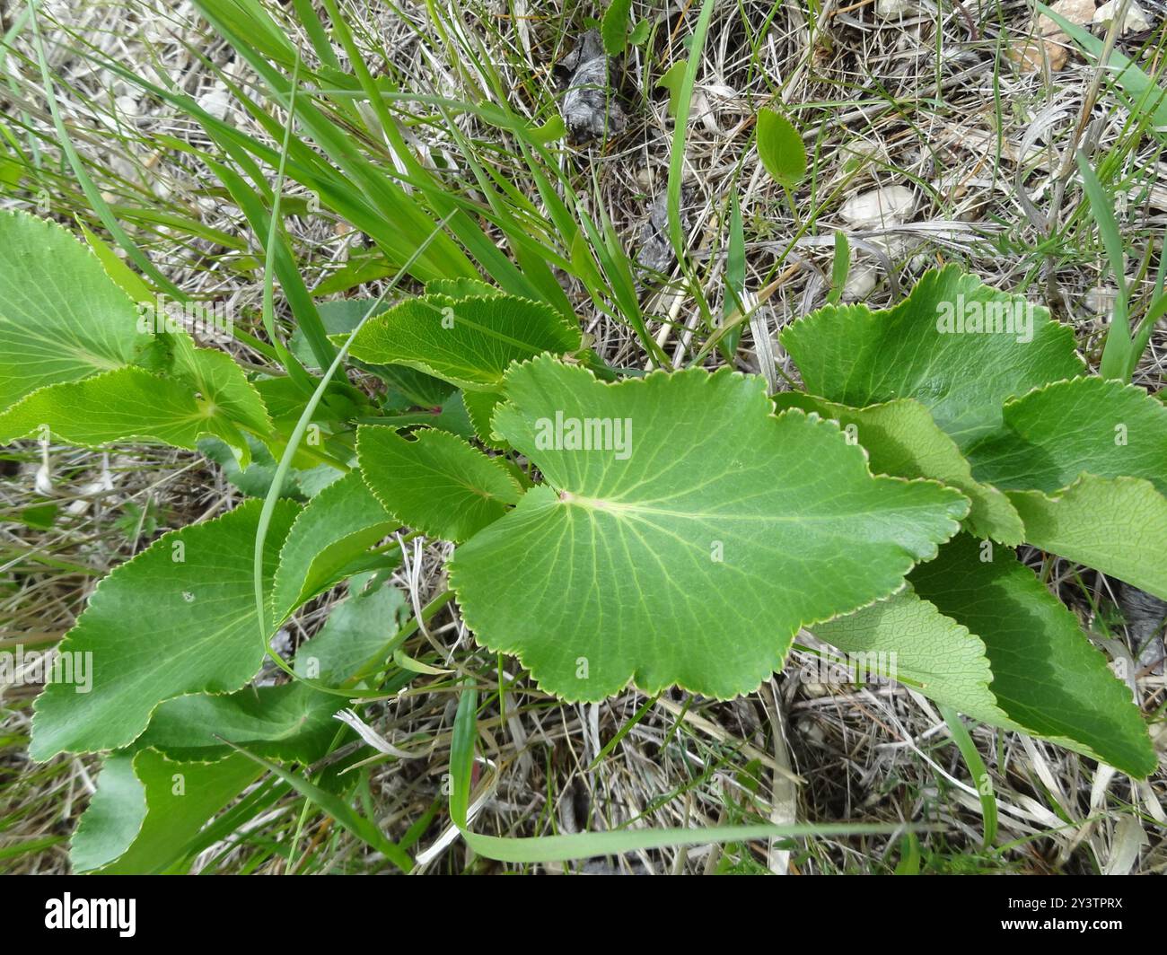 heart-leaf golden Alexanders (Zizia aptera) Plantae Stock Photo - Alamy