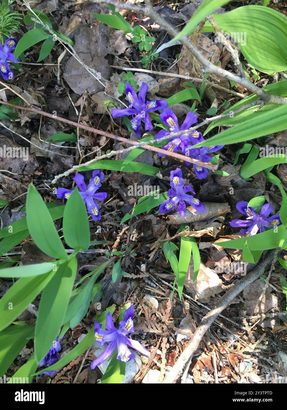 Dwarf Lake Iris (Iris lacustris) Plantae Stock Photo - Alamy