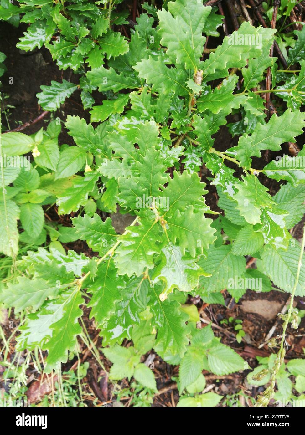 downy oak (Quercus pubescens) Plantae Stock Photo - Alamy