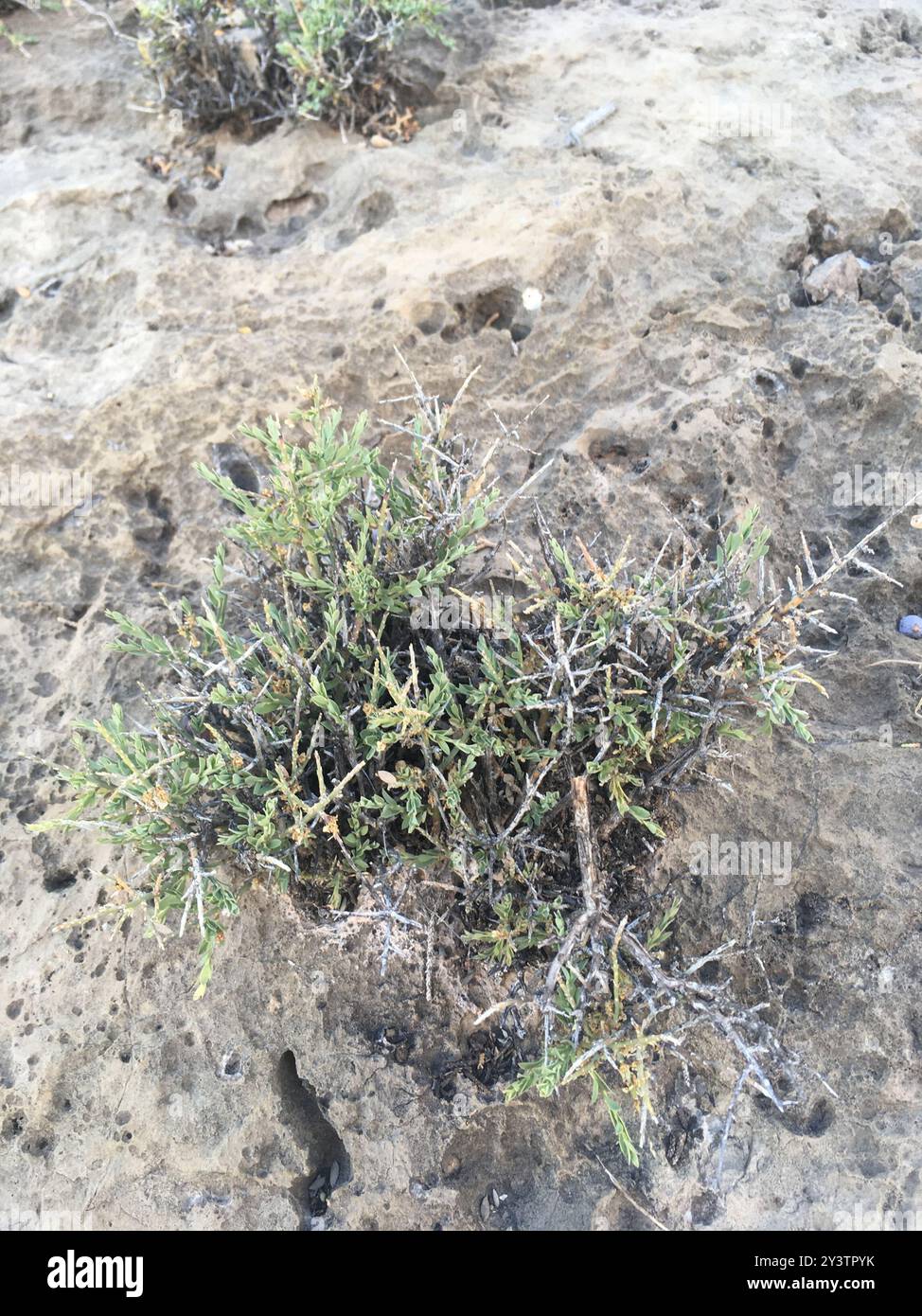 Spiny Greasebush (Glossopetalon spinescens) Plantae Stock Photo - Alamy