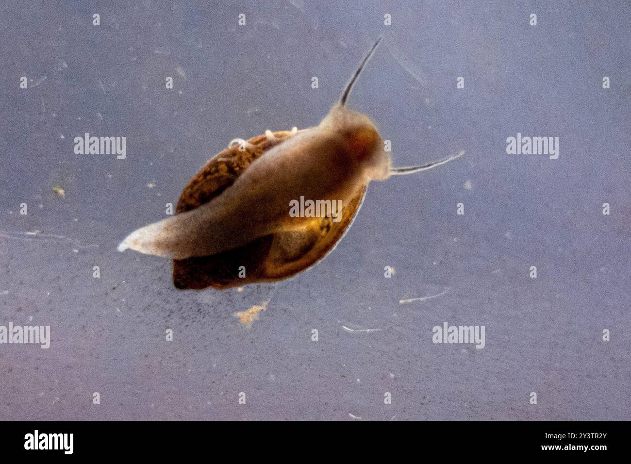 Bladder Snails (Physidae) Mollusca Stock Photo - Alamy