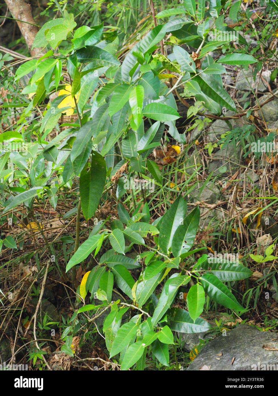 figwood (Ficus virgata) Plantae Stock Photo - Alamy