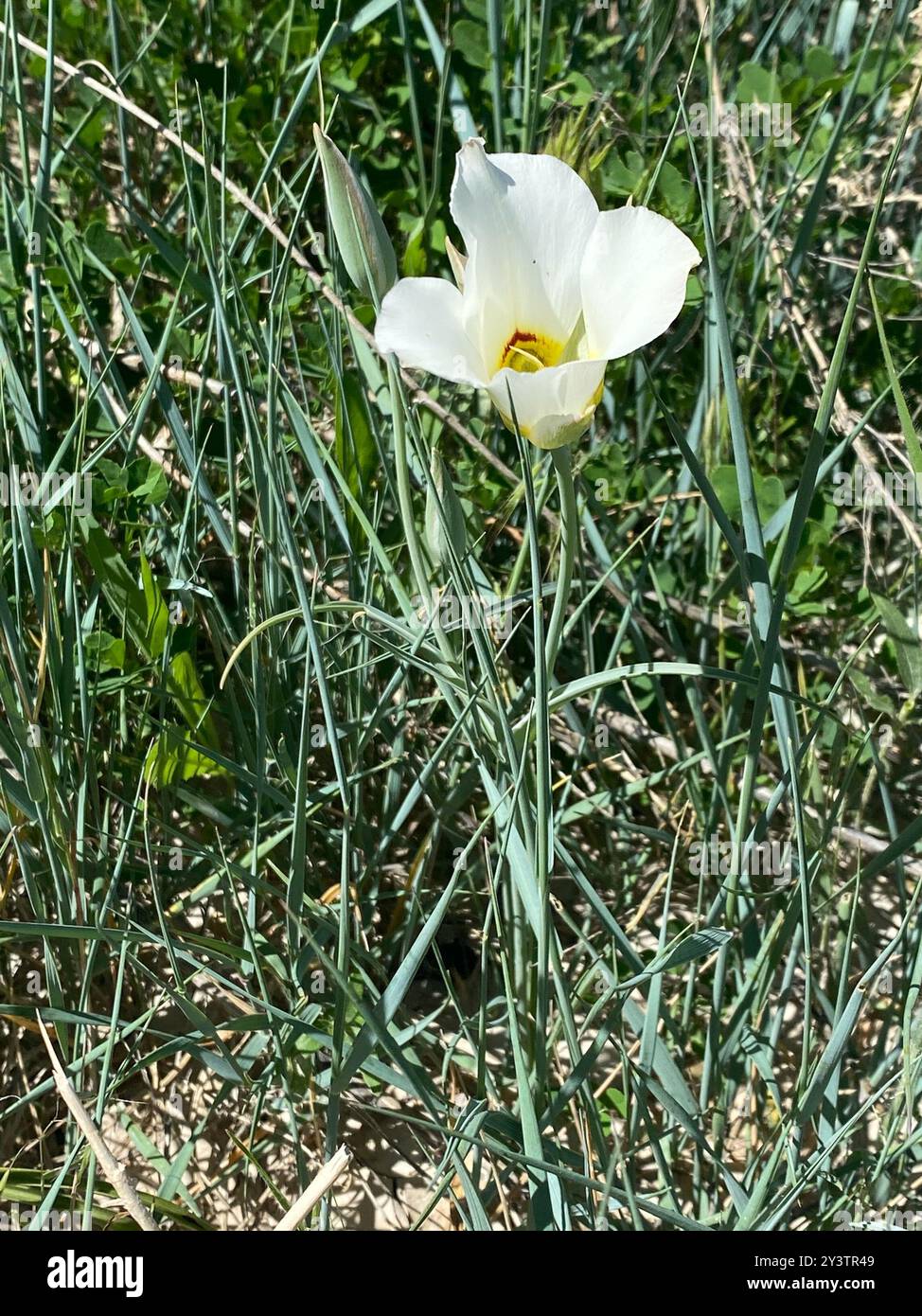 Calochortus nuttallii hi-res stock photography and images - Alamy
