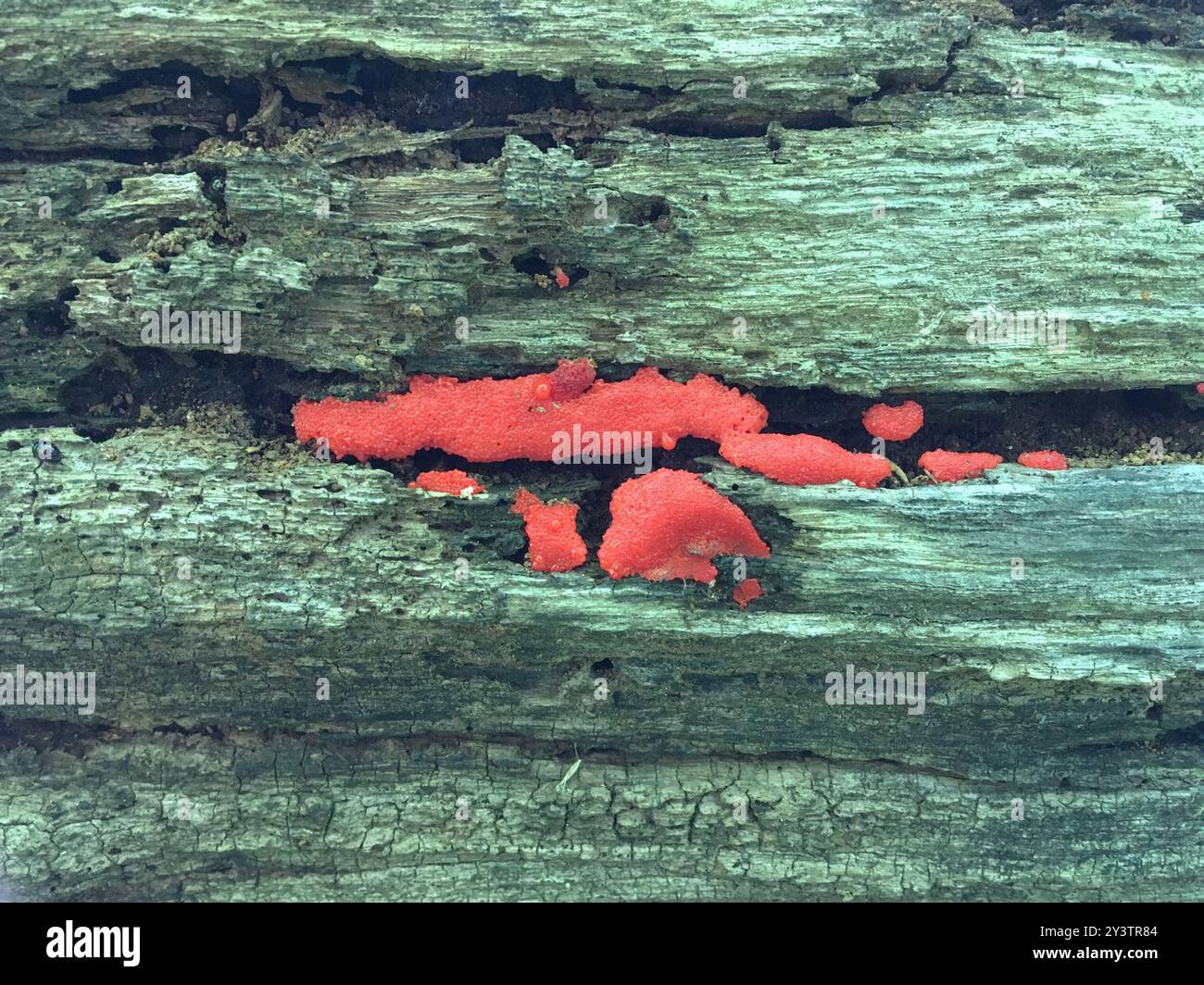 Red Raspberry Slime Mold (Tubifera ferruginosa) Protozoa Stock Photo ...