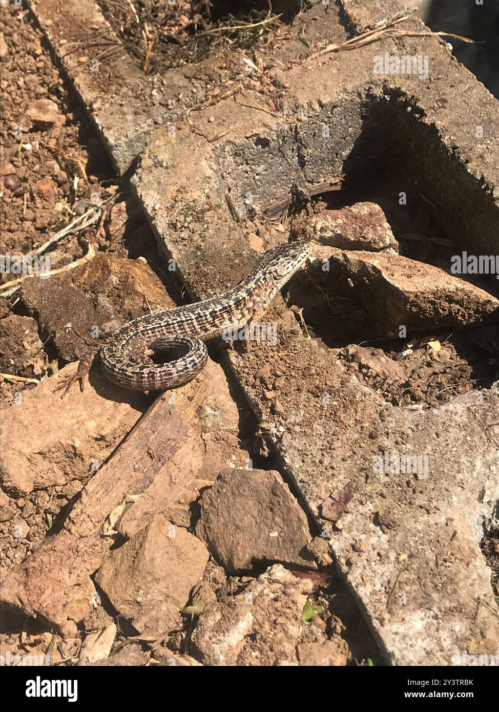 Northern Alligator Lizard (Elgaria coerulea) Reptilia Stock Photo - Alamy