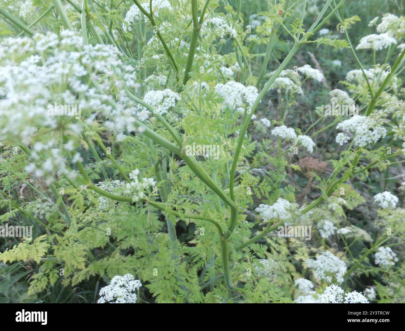 poison hemlock (Conium maculatum) Plantae Stock Photo - Alamy