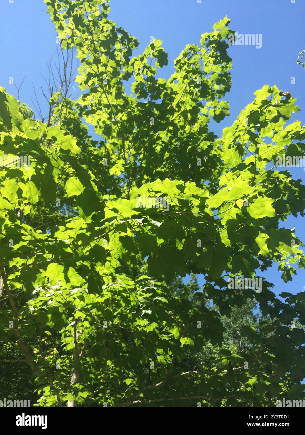 black maple (Acer nigrum) Plantae Stock Photo - Alamy