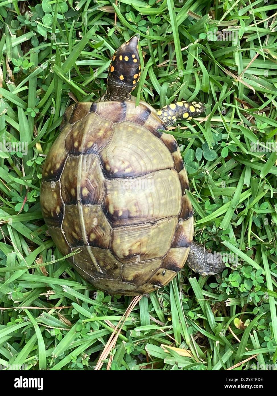 Three-toed Box Turtle (Terrapene triunguis) Reptilia Stock Photo - Alamy