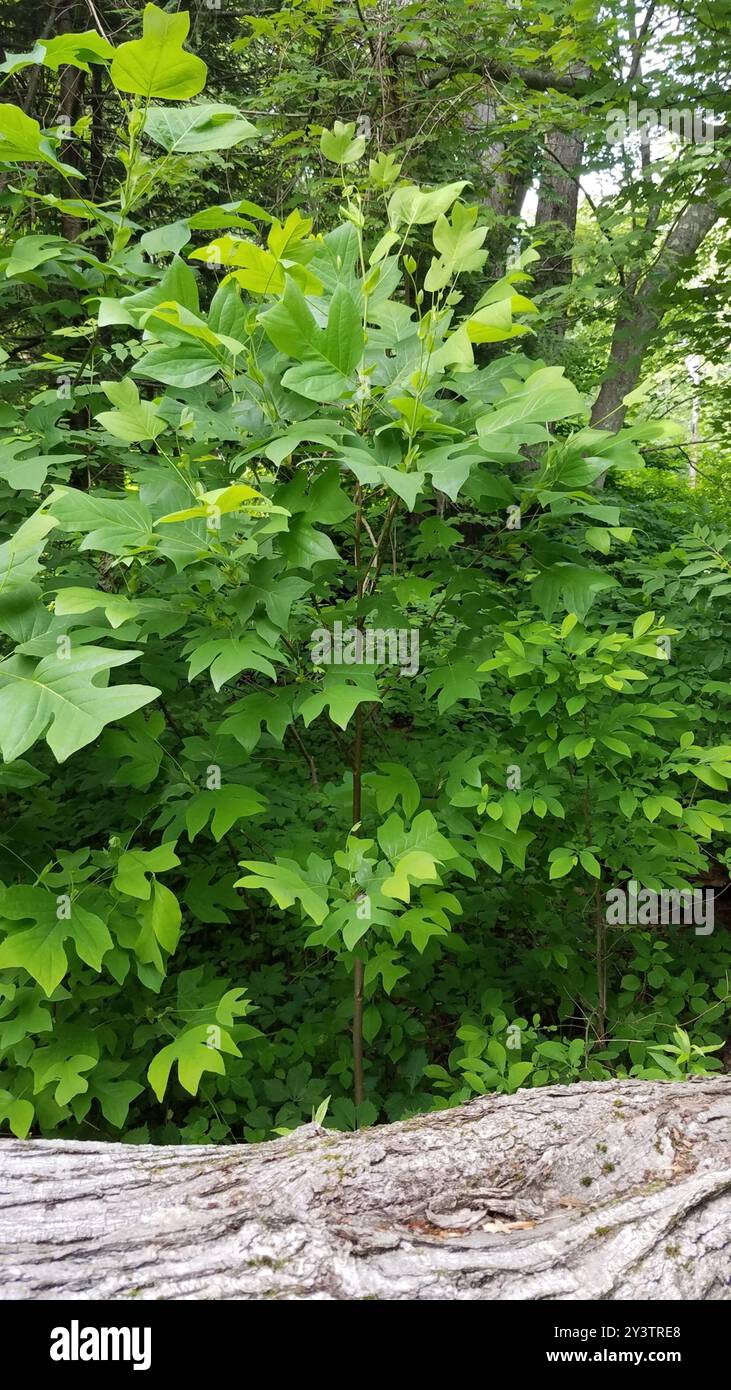 tulip tree (Liriodendron tulipifera) Plantae Stock Photo - Alamy