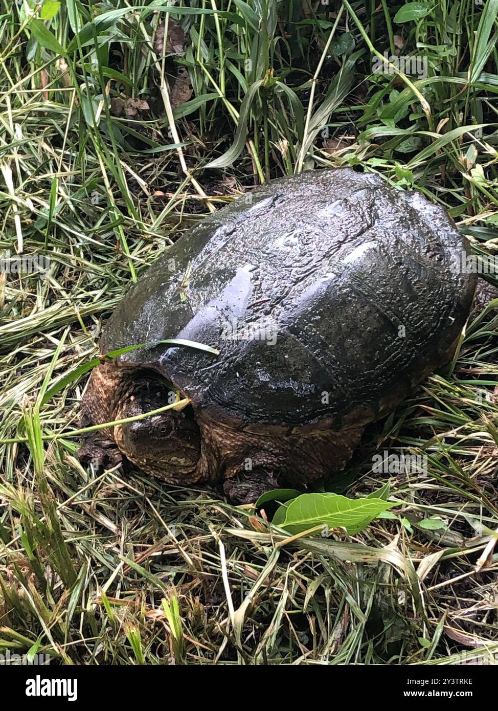 Common Snapping Turtle (Chelydra serpentina) Reptilia Stock Photo - Alamy