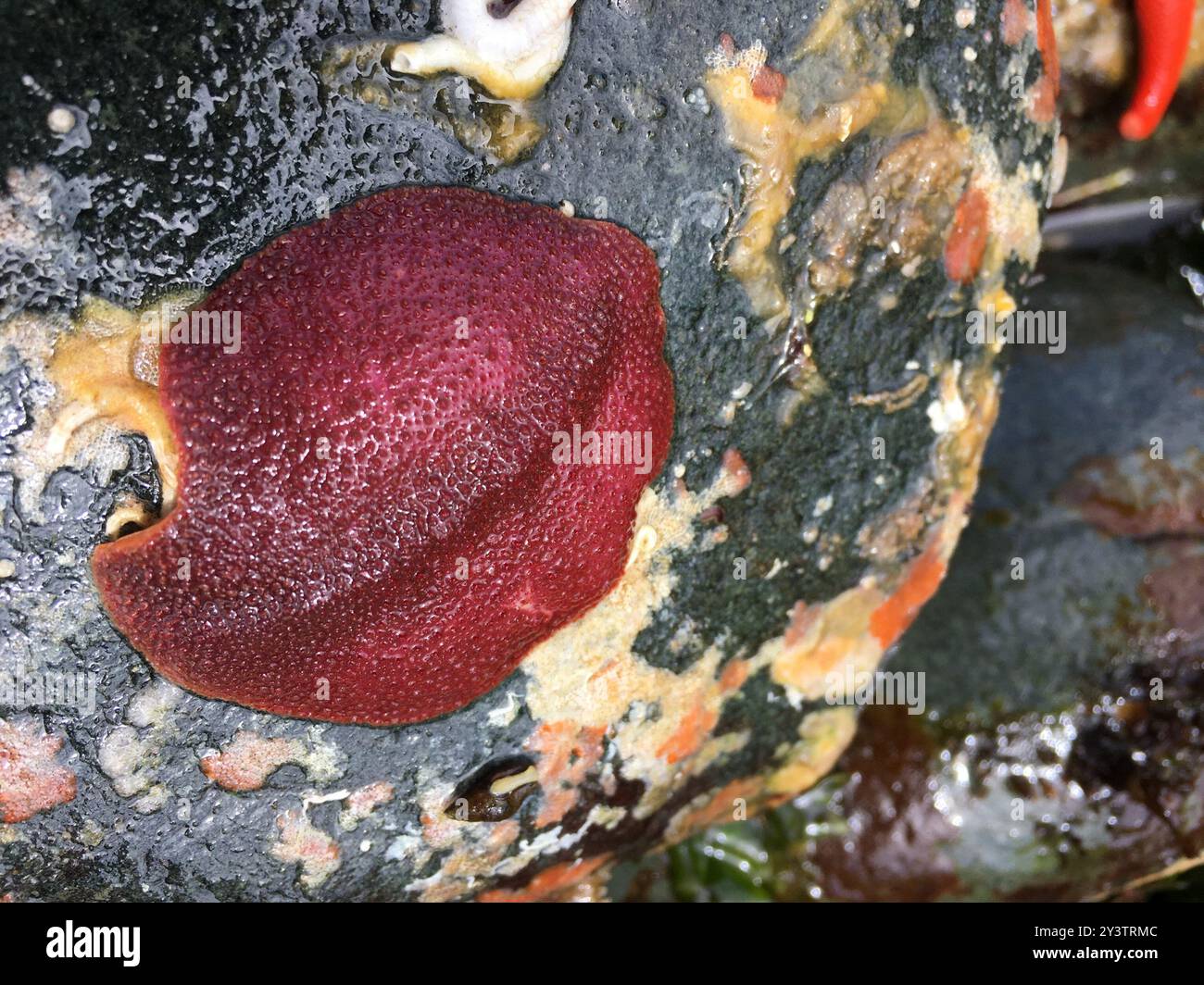 Gumboot Chiton (Cryptochiton stelleri) Mollusca Stock Photo - Alamy