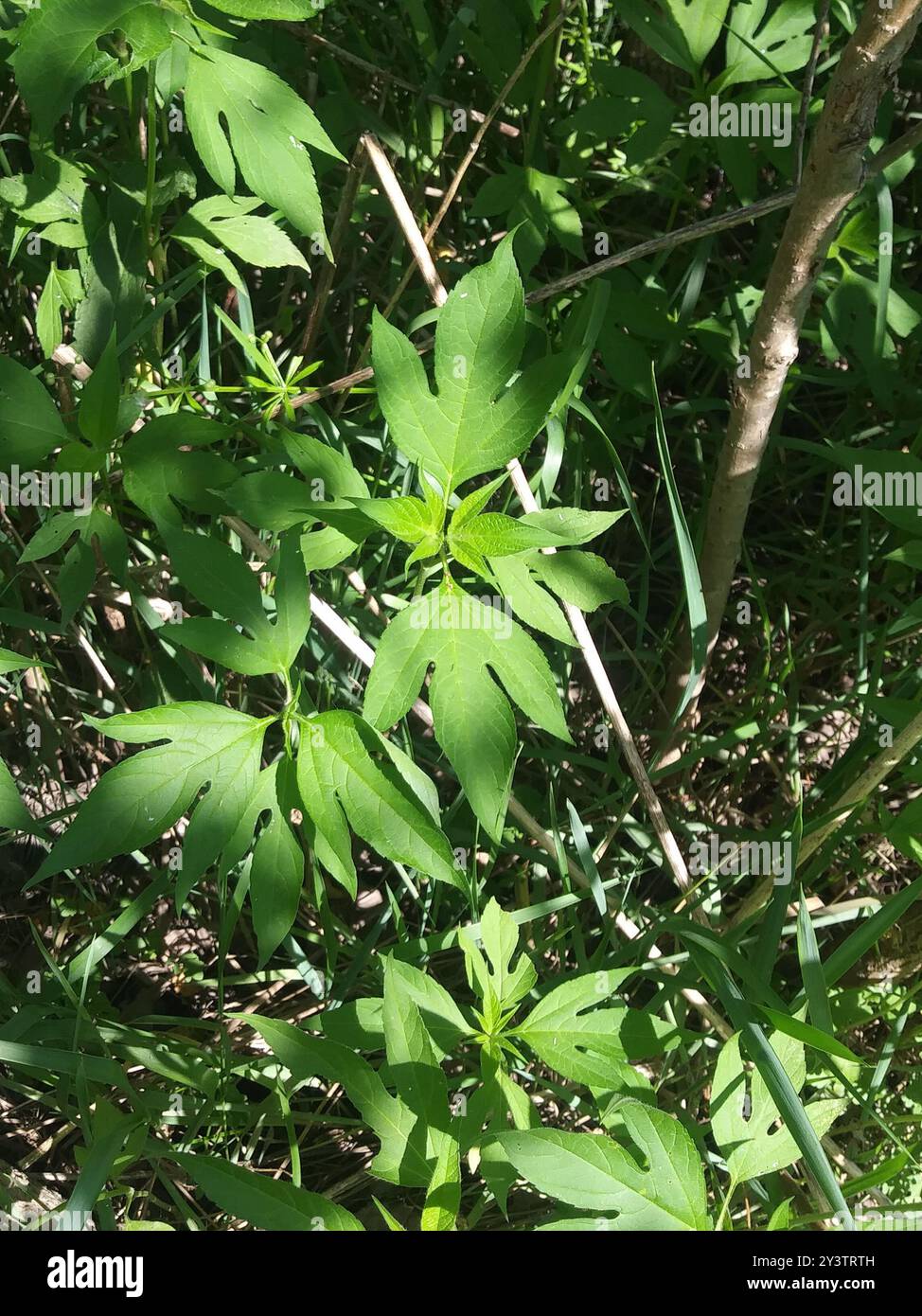 giant ragweed (Ambrosia trifida) Plantae Stock Photo - Alamy