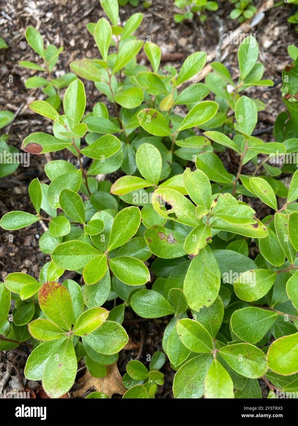 dwarf huckleberry (Gaylussacia dumosa) Plantae Stock Photo - Alamy