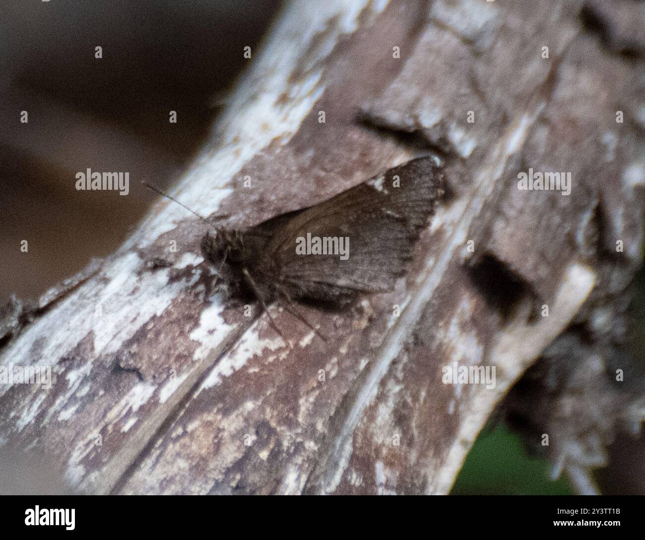 Common Roadside-Skipper (Amblyscirtes vialis) Insecta Stock Photo - Alamy
