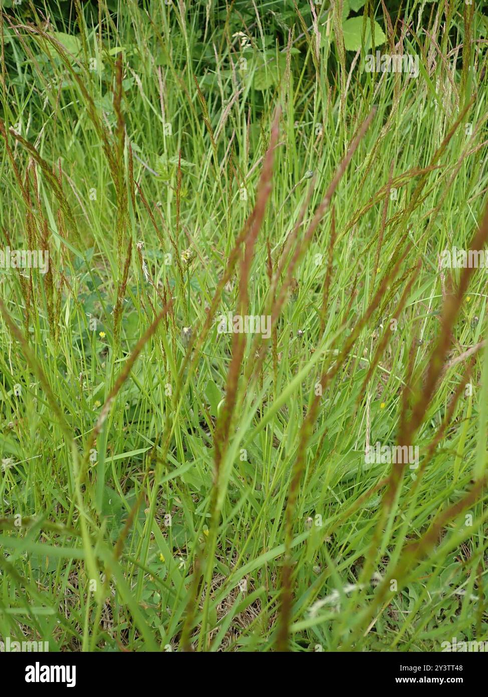 bent grass (Agrostis) Plantae Stock Photo - Alamy