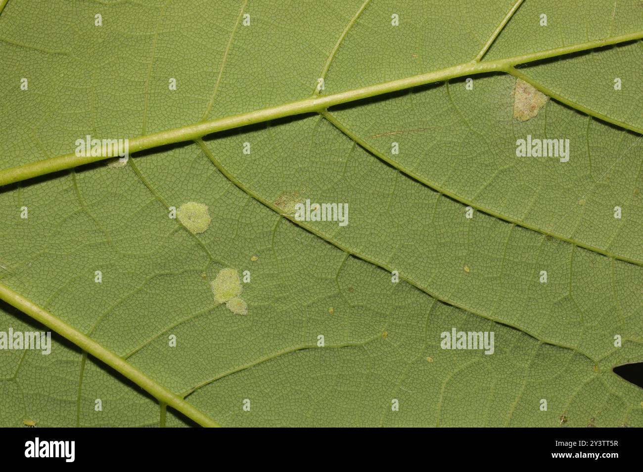Sycamore Felt Gall Mite (Aceria pseudoplatani) Arachnida Stock Photo ...