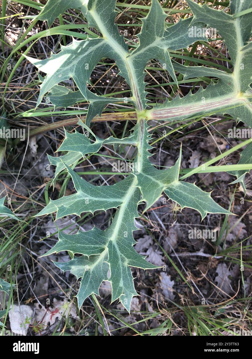 Field Eryngo (Eryngium campestre) Plantae Stock Photo - Alamy