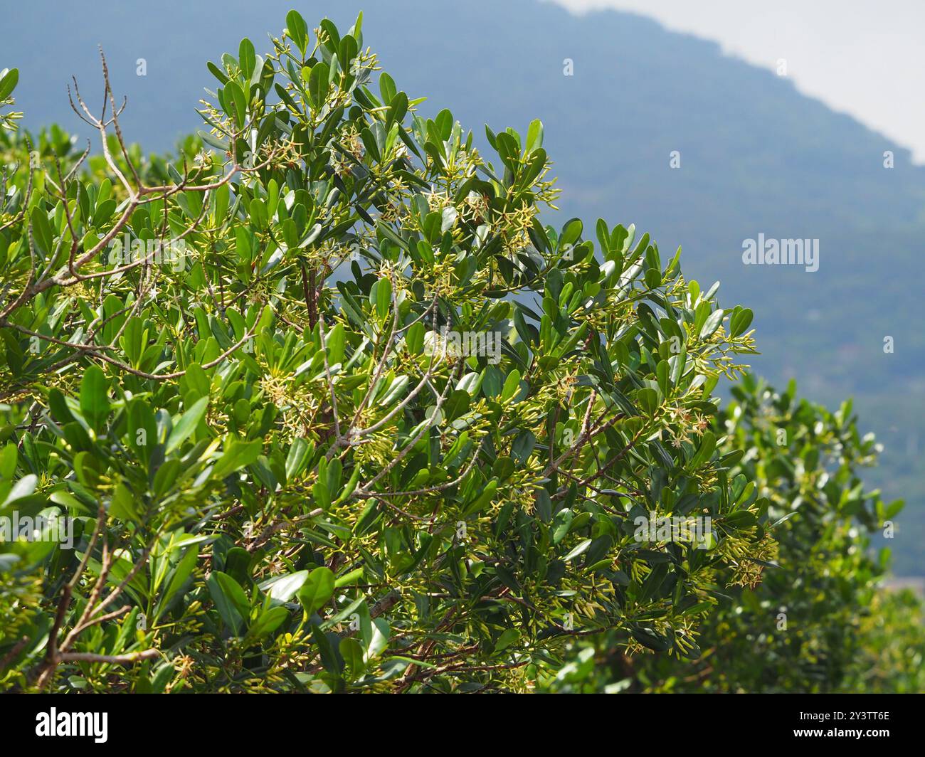(Kandelia obovata) Plantae Stock Photo - Alamy