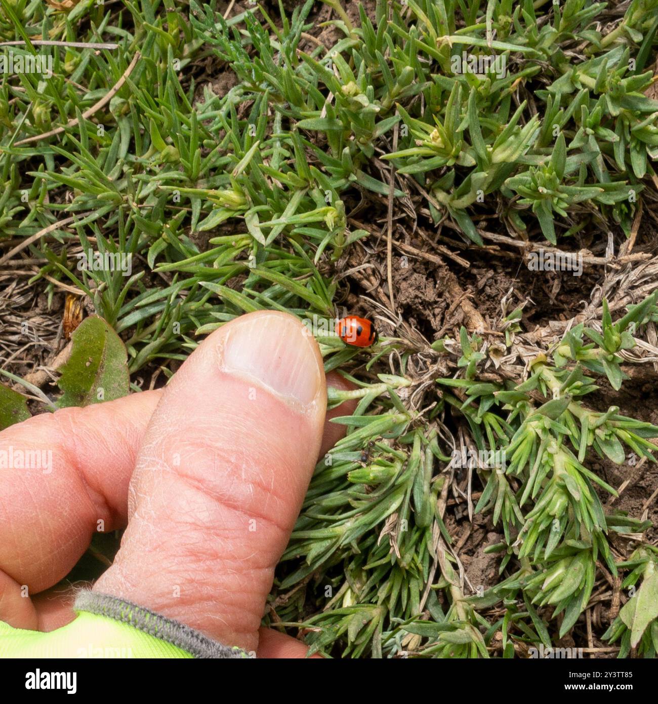 Transverse Lady Beetle (Coccinella transversoguttata) Insecta Stock ...