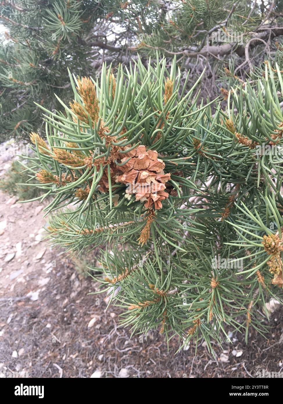 singleleaf pinyon (Pinus monophylla) Plantae Stock Photo - Alamy