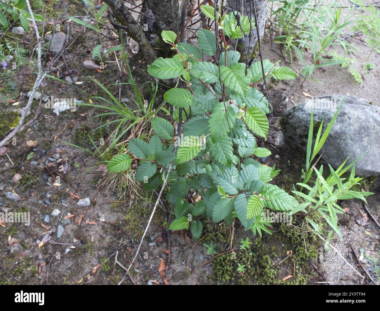 siberian alder (Alnus alnobetula fruticosa) Plantae Stock Photo - Alamy