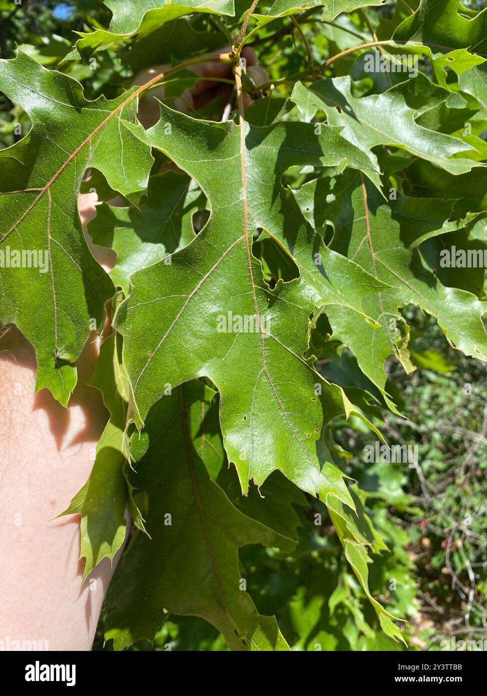 oaks (Quercus) Plantae Stock Photo - Alamy