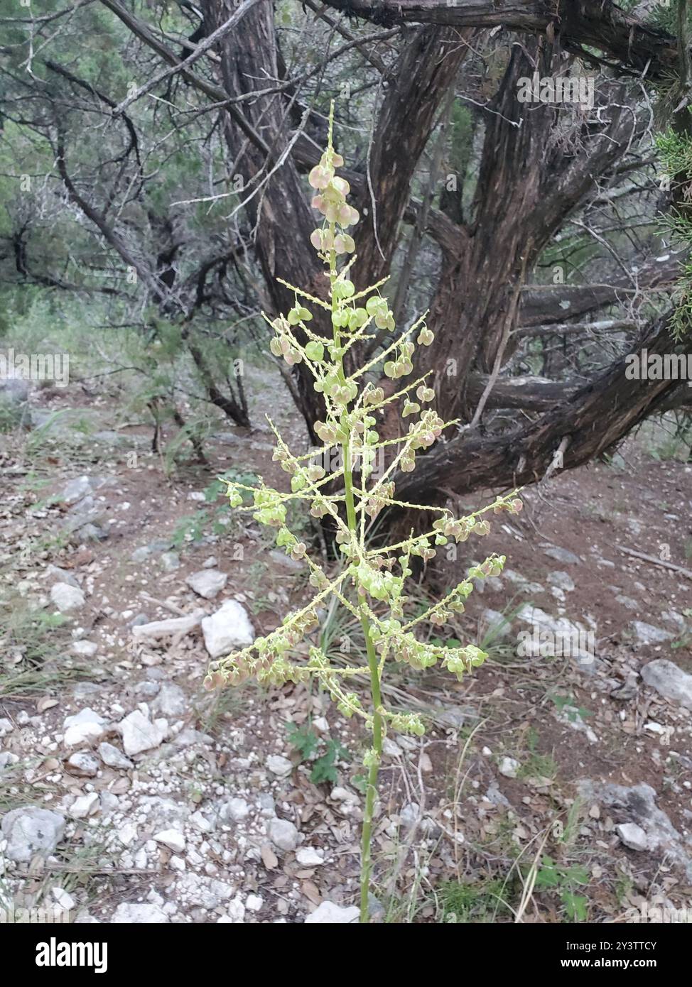 Devil's Shoestring (Nolina lindheimeriana) Plantae Stock Photo - Alamy