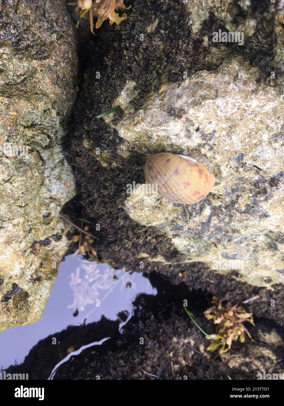Bleeding Tooth Nerite (Nerita peloronta) Mollusca Stock Photo - Alamy