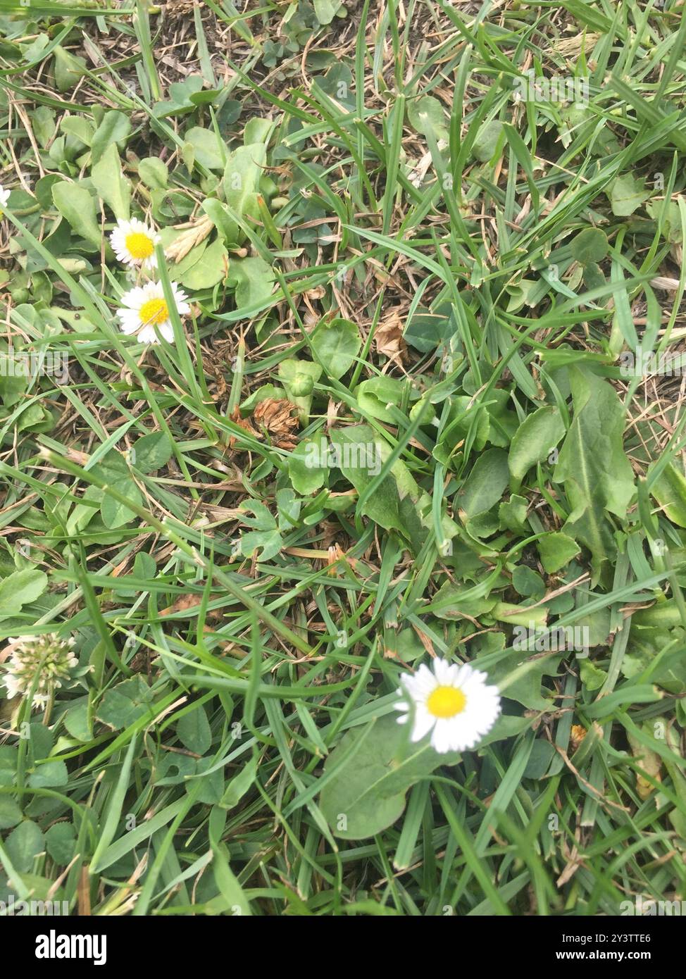 Lawn daisy (Bellis perennis) Plantae Stock Photo - Alamy
