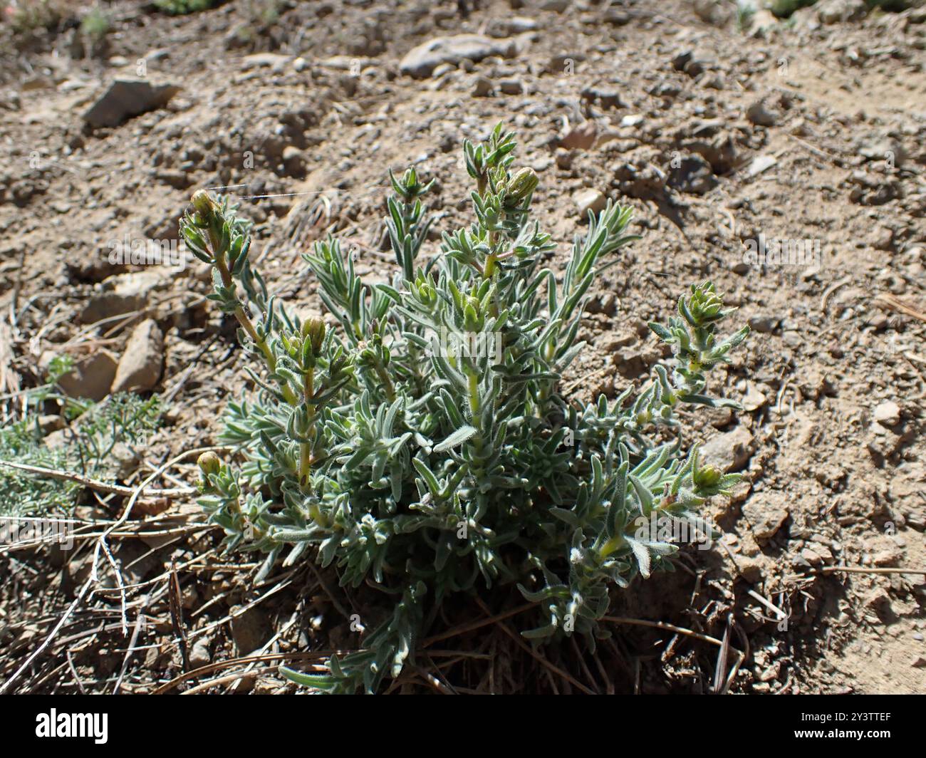 scabrid alpine tarplant (Anisocarpus scabridus) Plantae Stock Photo - Alamy