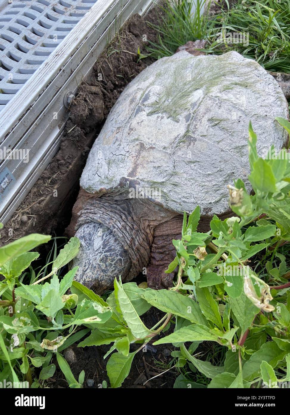 Common Snapping Turtle (Chelydra serpentina) Reptilia Stock Photo - Alamy