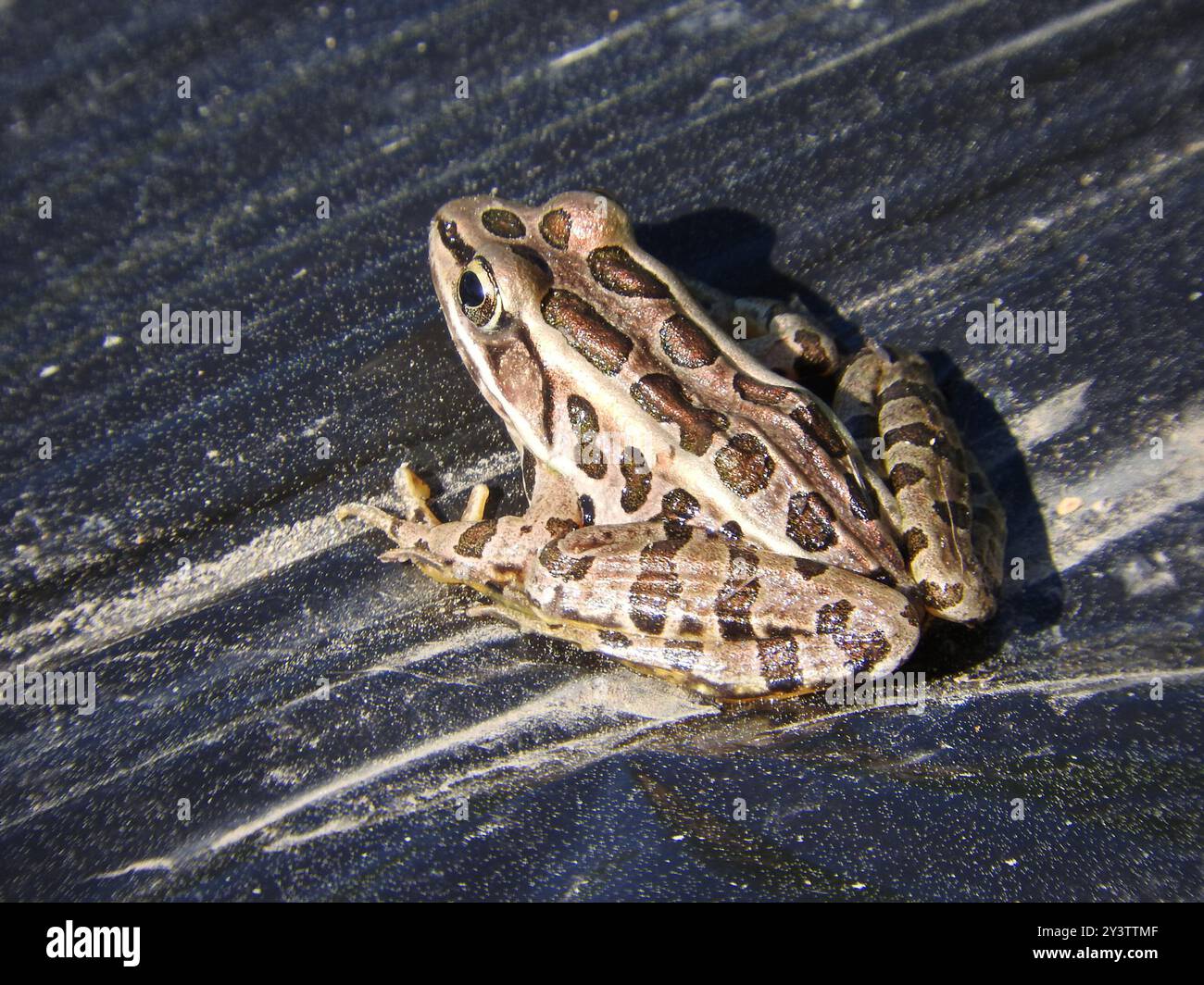 Pickerel Frog (Lithobates palustris) Amphibia Stock Photo - Alamy
