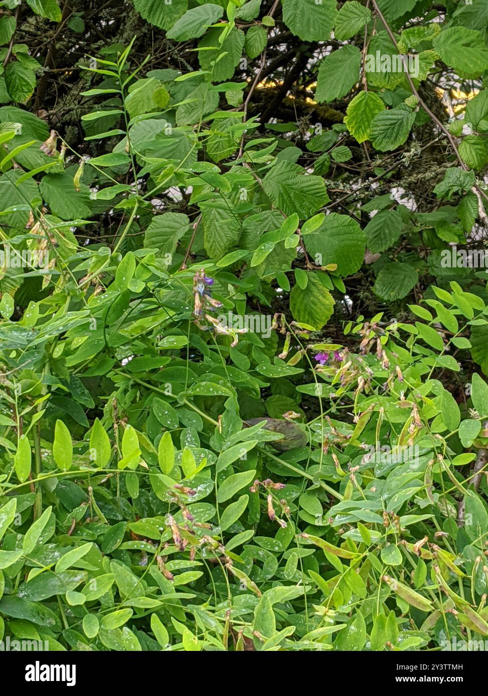 Leafy Pea (Lathyrus polyphyllus) Plantae Stock Photo - Alamy