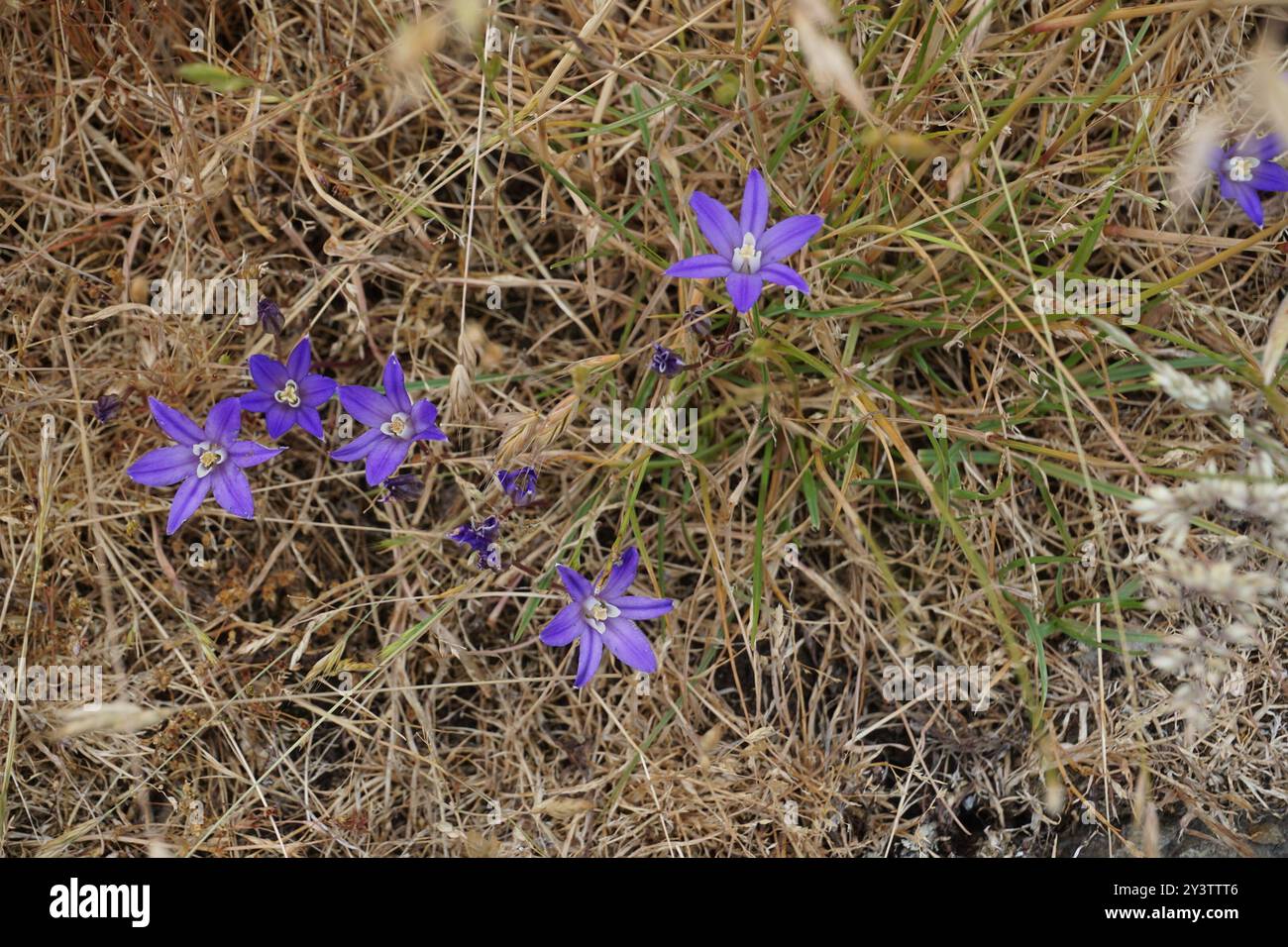 crown brodiaea (Brodiaea coronaria) Plantae Stock Photo - Alamy