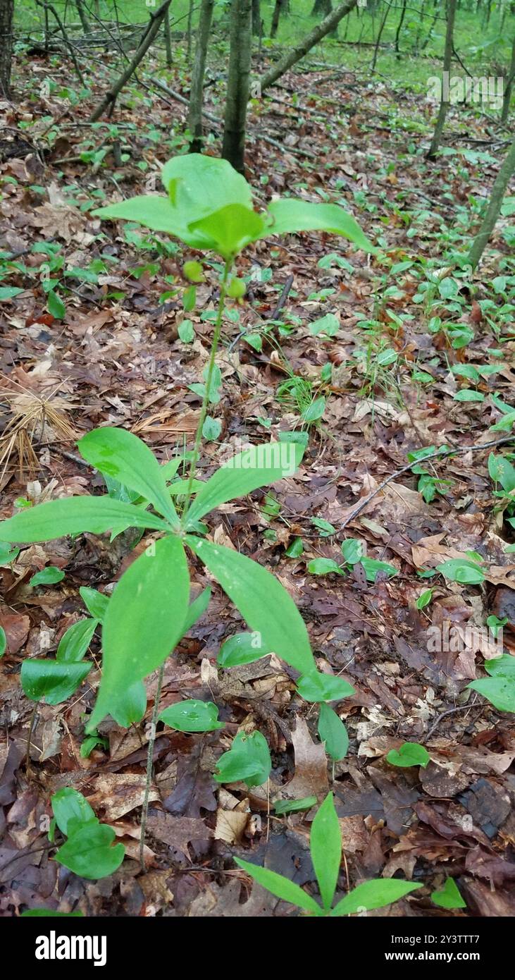 Cucumber Root (Medeola virginiana) Plantae Stock Photo - Alamy