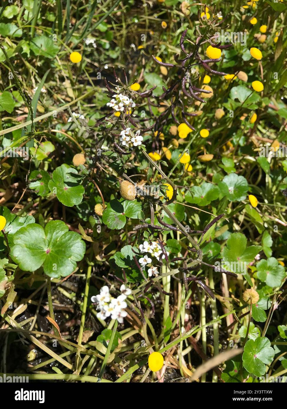 watercress (Nasturtium officinale) Plantae Stock Photo - Alamy
