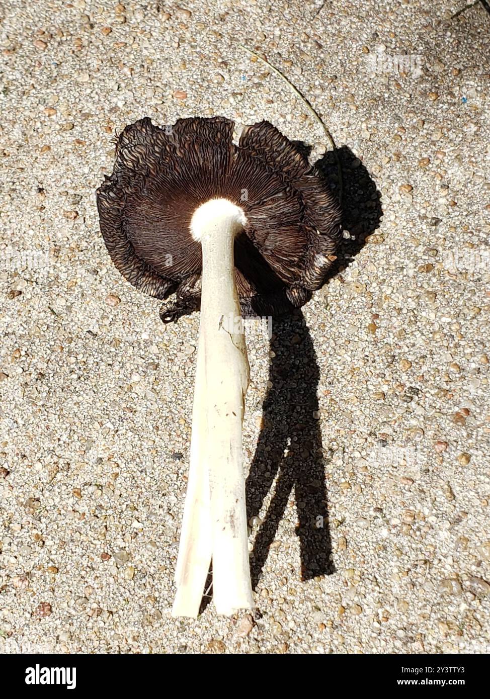 scaly ink cap (Coprinopsis variegata) Fungi Stock Photo - Alamy
