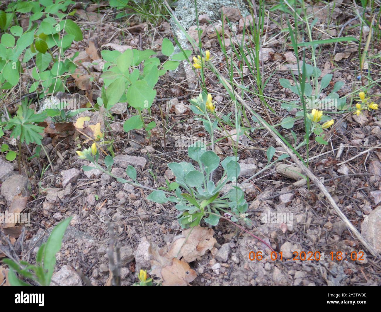 Roundtip Twinpod (Physaria vitulifera) Plantae Stock Photo - Alamy