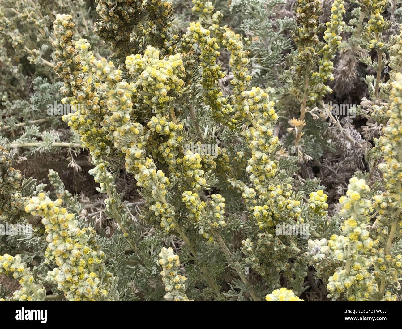 coastal sagewort (Artemisia pycnocephala) Plantae Stock Photo - Alamy