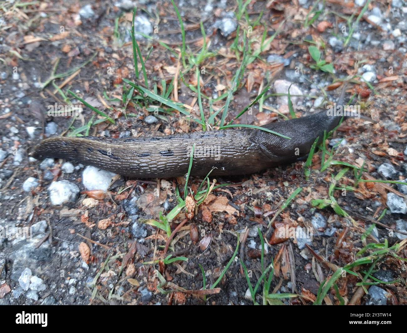 Ash-black Slug (Limax cinereoniger) Mollusca Stock Photo - Alamy