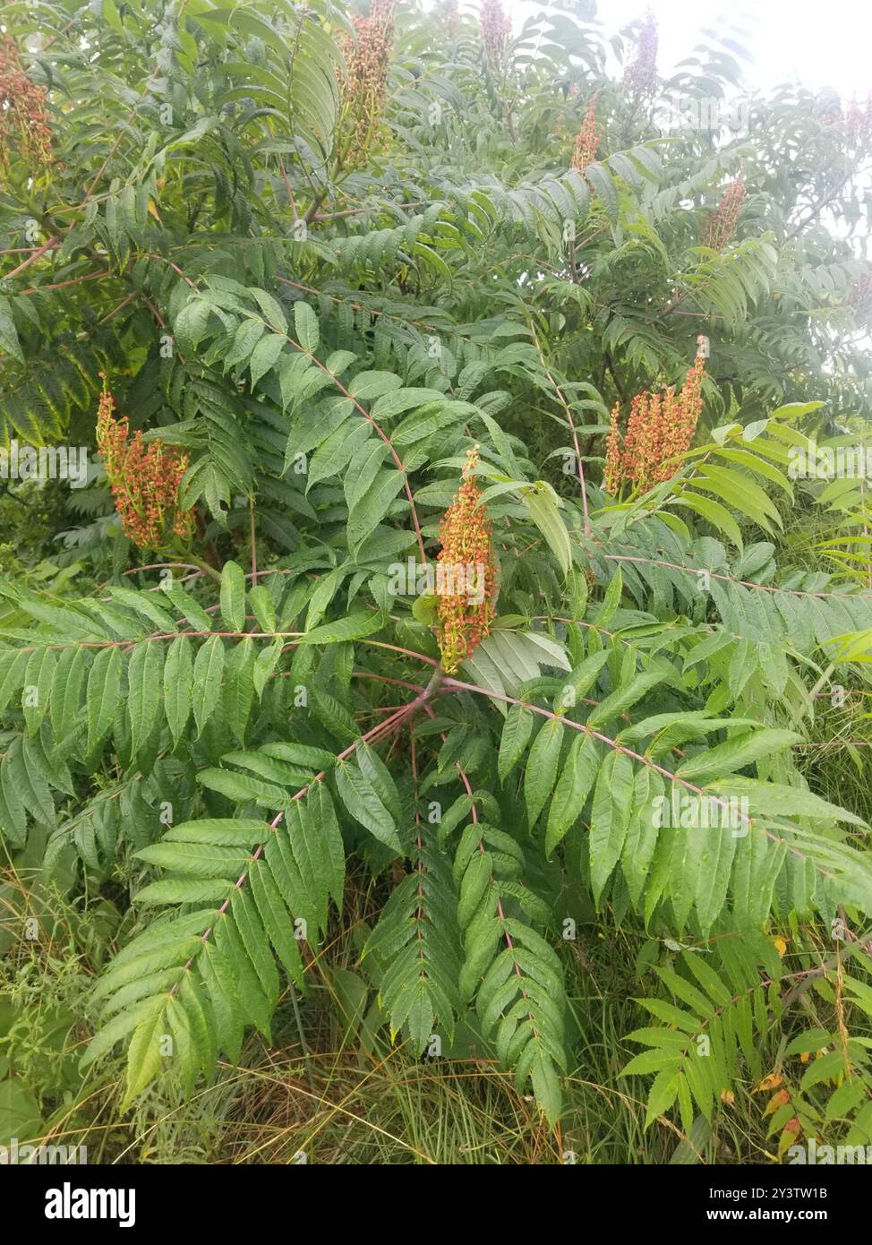 smooth sumac (Rhus glabra) Plantae Stock Photo - Alamy