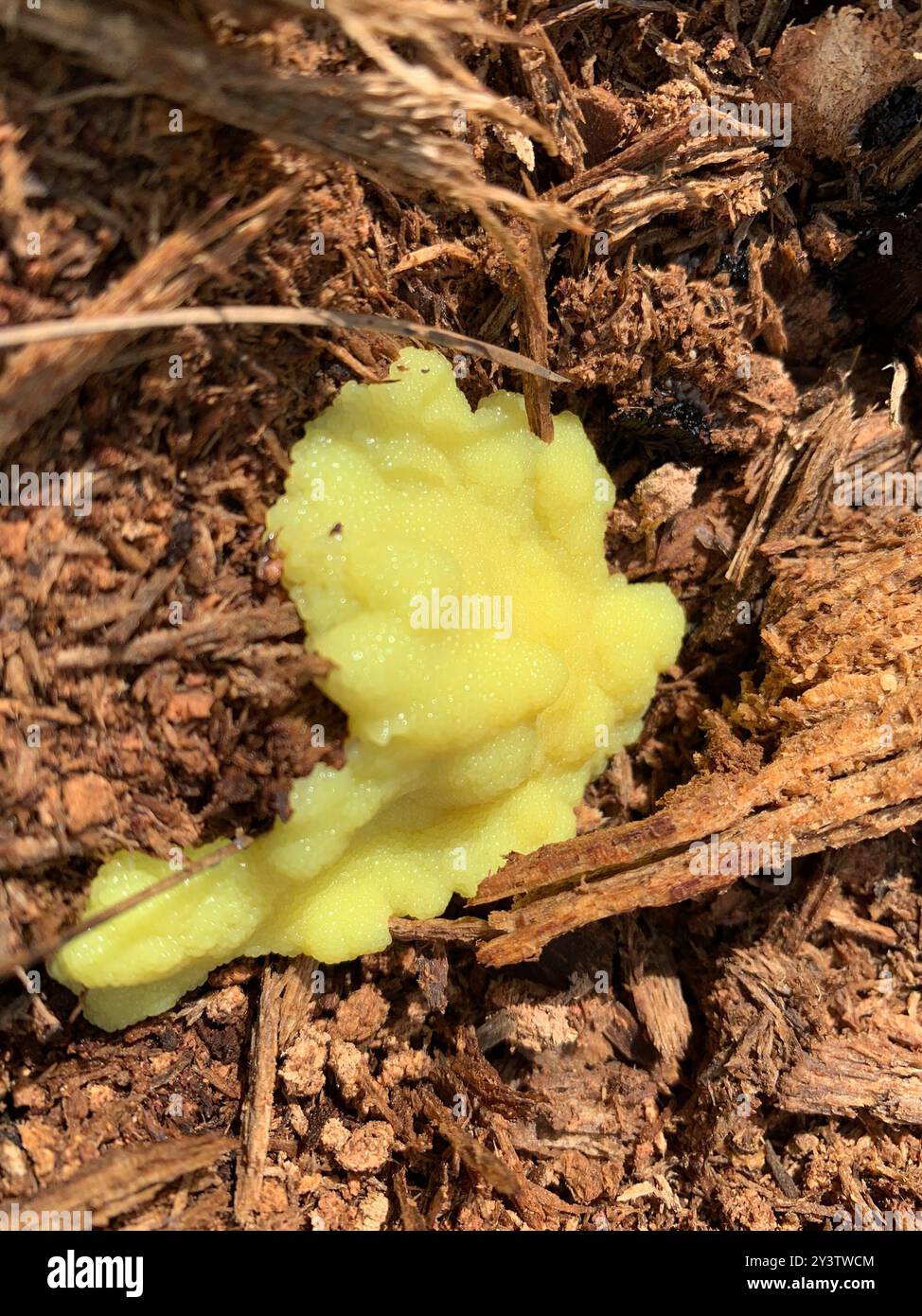 Dog Vomit Slime Mold (Fuligo septica) Protozoa Stock Photo - Alamy