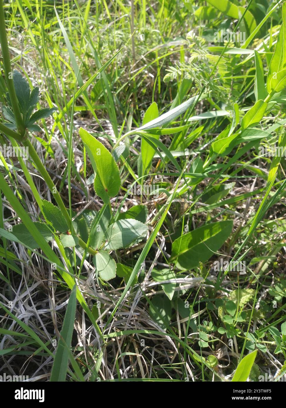 heart-leaf golden Alexanders (Zizia aptera) Plantae Stock Photo - Alamy