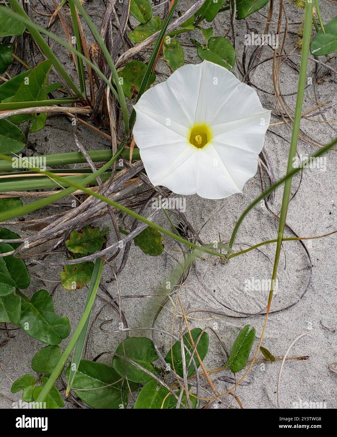 beach morning-glory (Ipomoea imperati) Plantae Stock Photo - Alamy
