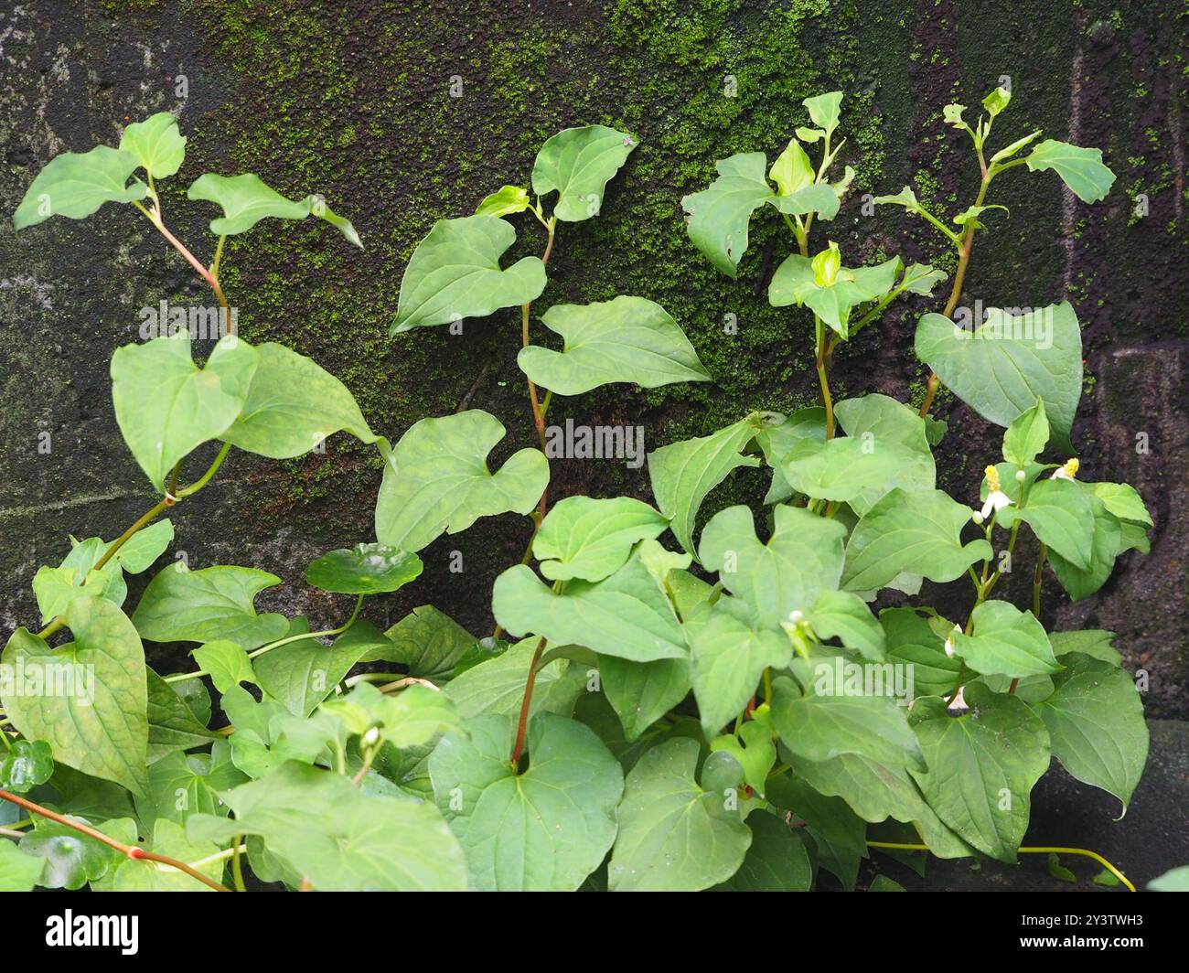 Chameleon Plant (Houttuynia cordata) Plantae Stock Photo - Alamy