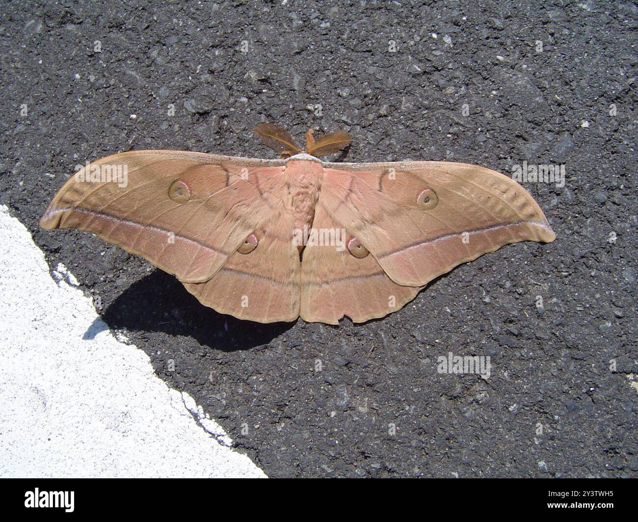 Japanese Silk Moth (Antheraea yamamai) Insecta Stock Photo - Alamy
