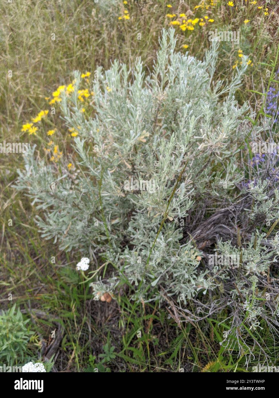 Big Sagebrush (Artemisia tridentata) Plantae Stock Photo - Alamy